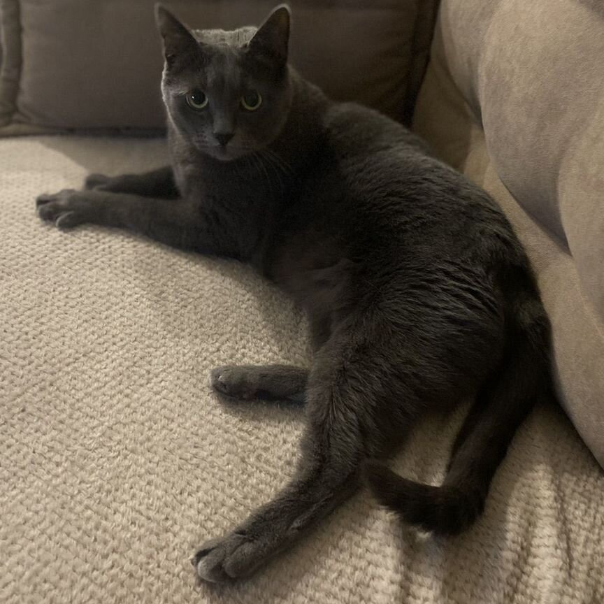 Британский короткошёрстный, взрослый кот