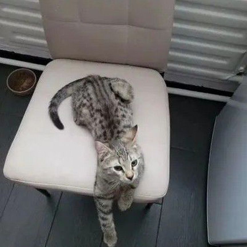 Красивый молодой мальчик котенок Темочка