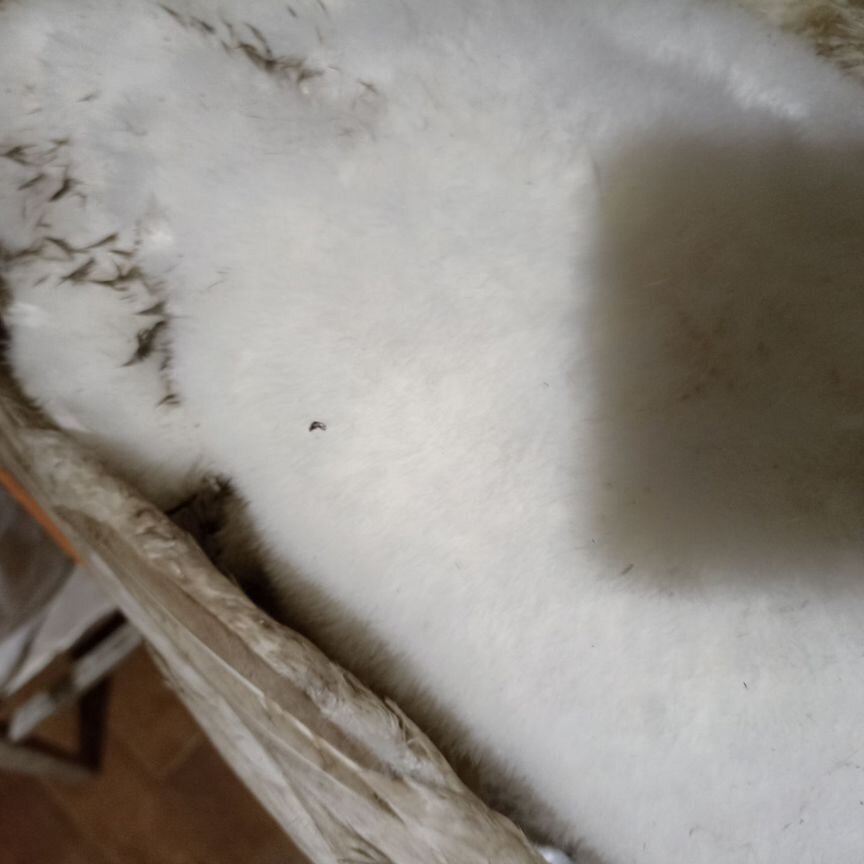 Пух перо гусиное