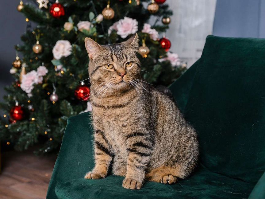 Кот Малыш