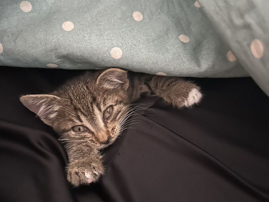 Котеночек в добрые руки