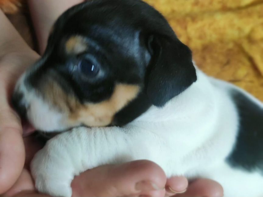 Щенки джек рассел терьер гладкошерстный