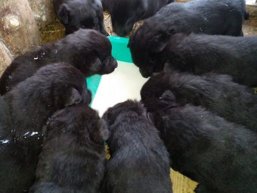 Щенки немецкой овчарки черные крупные