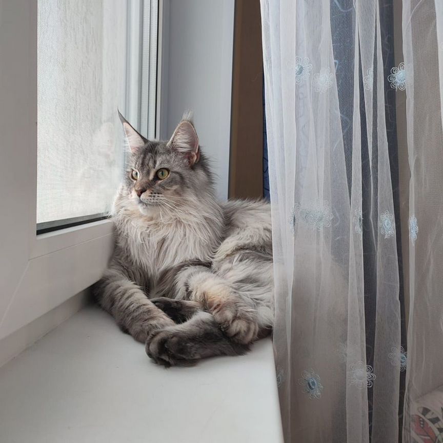 Кошечка Яна(мейн -кун)
