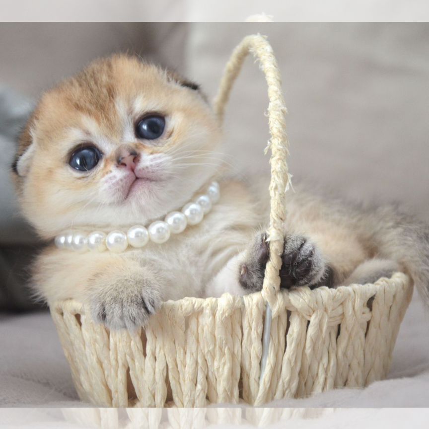Шотландский вислоухий короткошёрстный котёнок