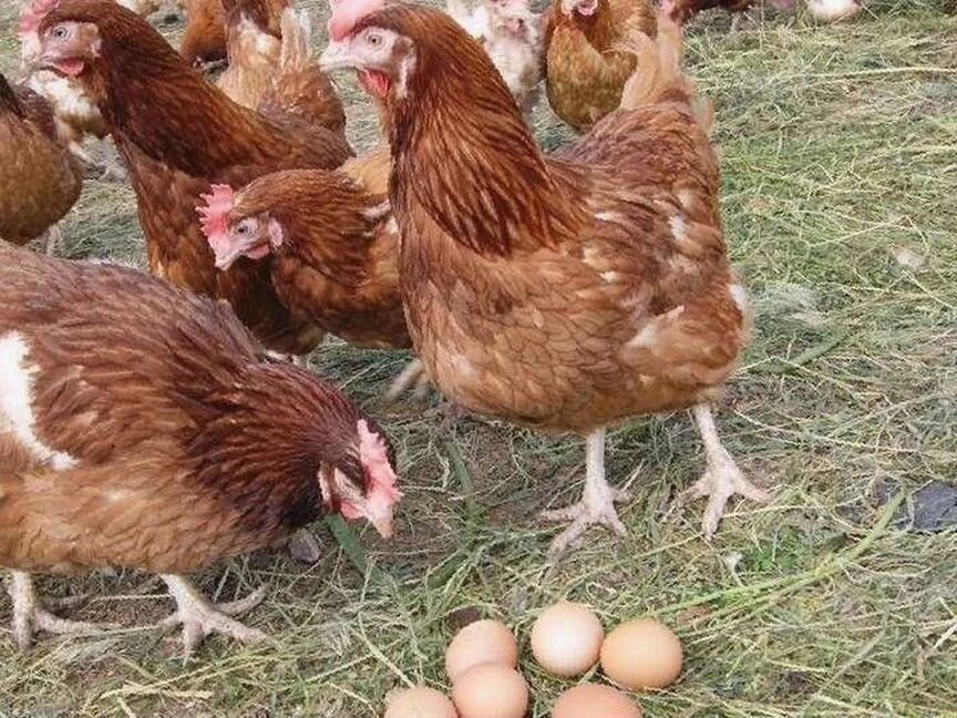 Несушки