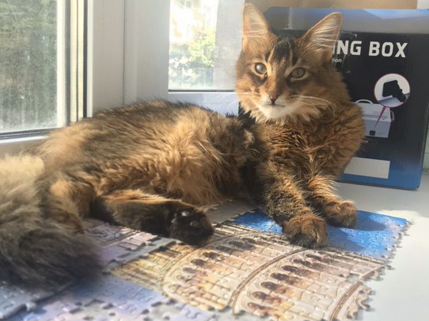 Сомалиец ждёт невесту