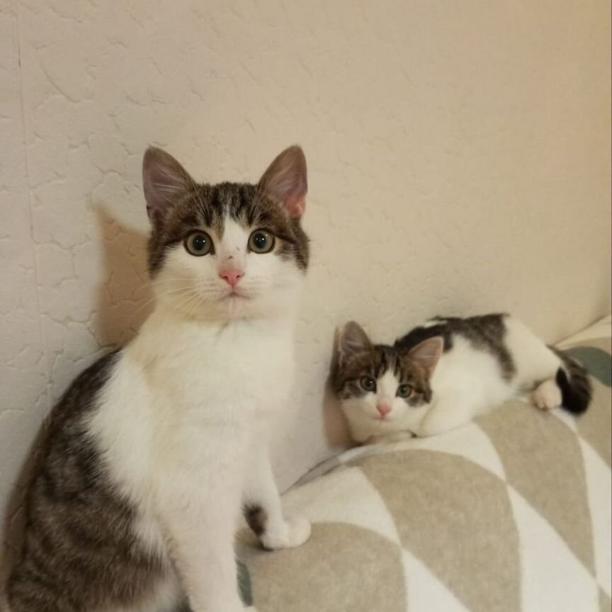 Котята