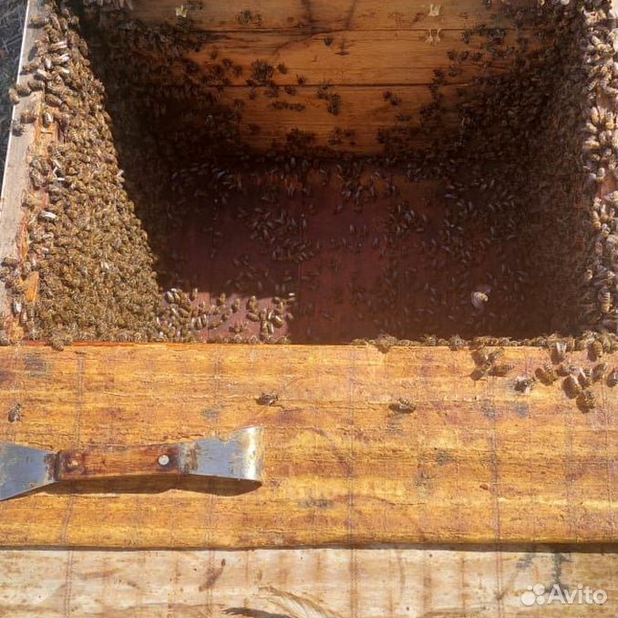 Пчелы карпатка на зимовку