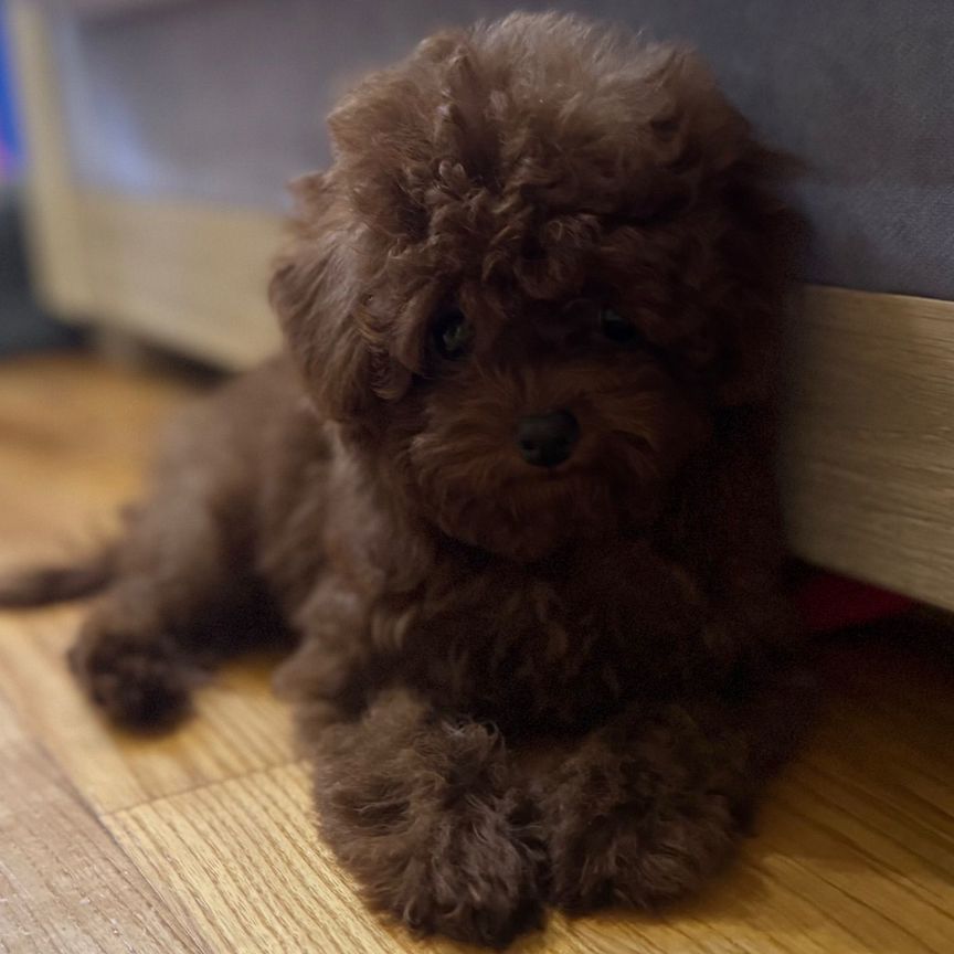 Той-пудель, щенок