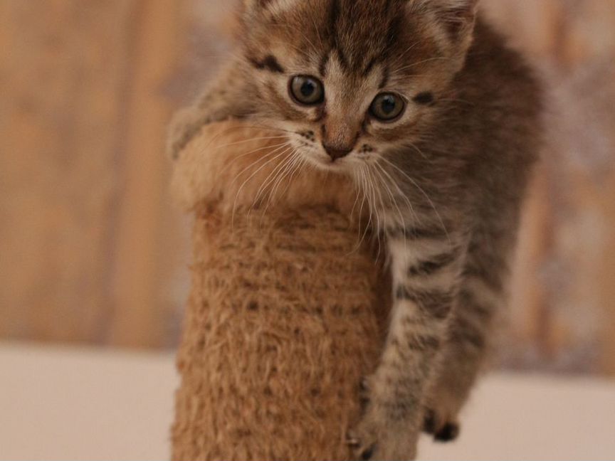 Маленькая кошечка