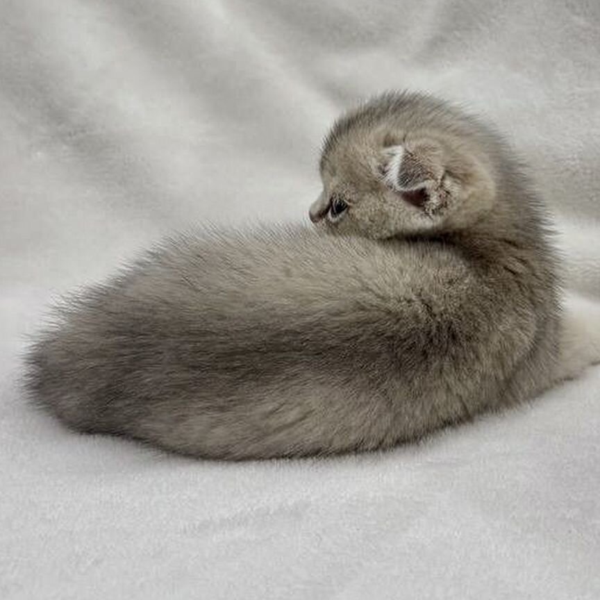 Шотландский вислоухий короткошёрстный котёнок