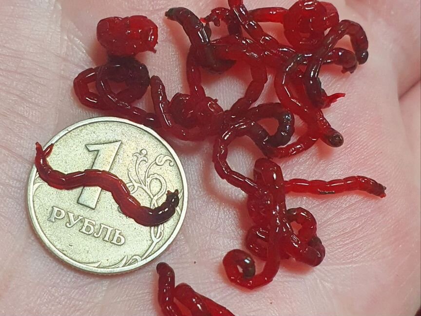 Мотыль живой крупный