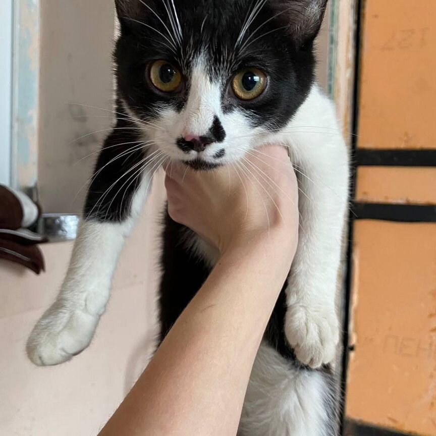 Котенок мальчик в хорошие добрые руки