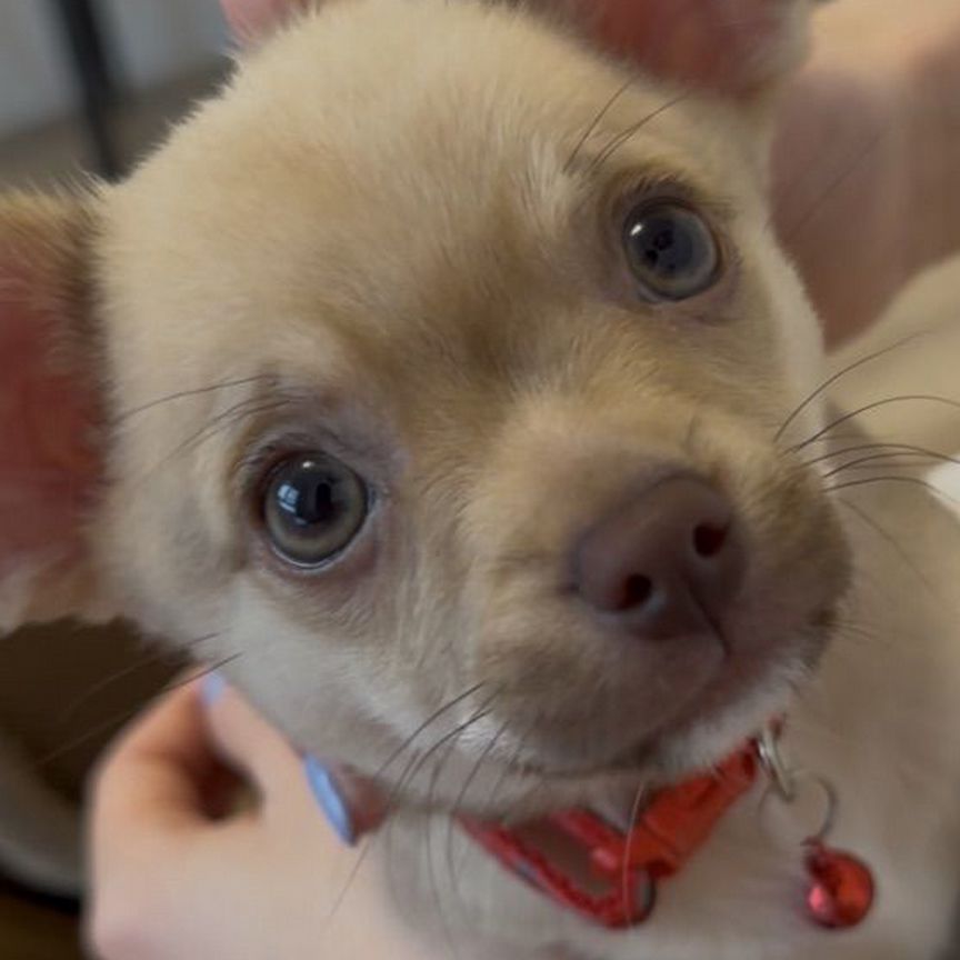 Чихуахуа, щенок