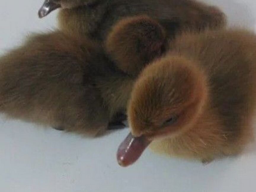 Индоутята красный бык