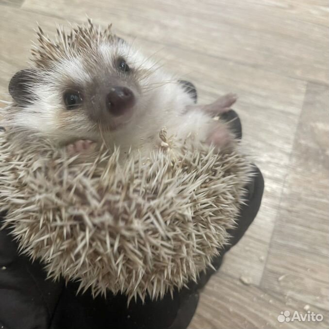 Ежик декоративный африканский карликовый Кекс