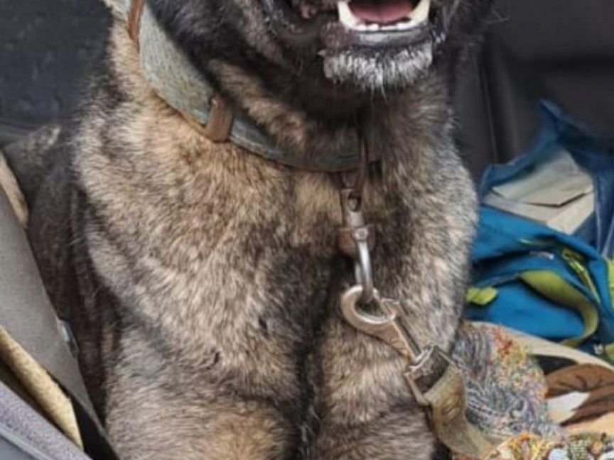 Собака Джессика