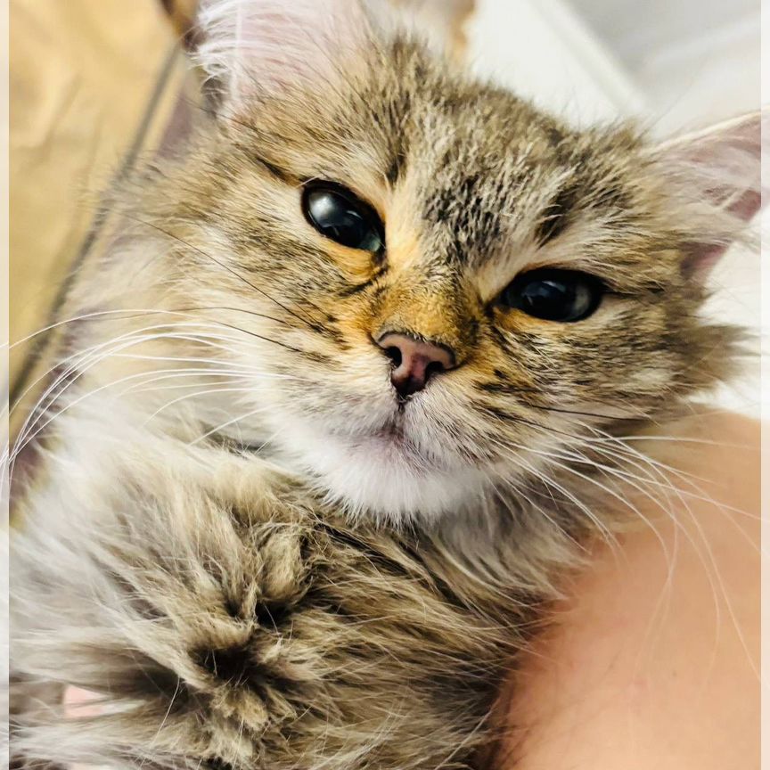 Взрослая, кошка в добрые руки