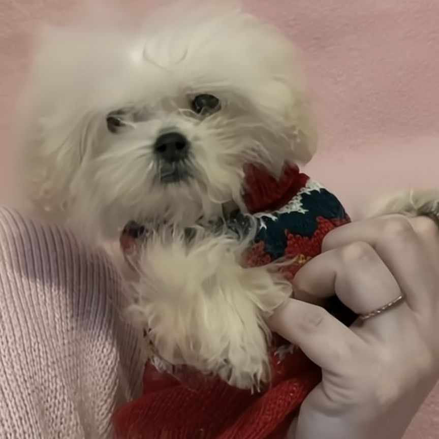 Мальтипу, щенок