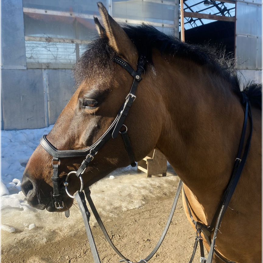 Уздечка (оголовье) анатомическая Micklem