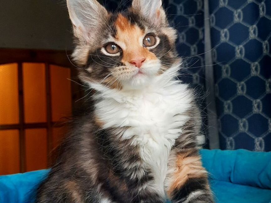 Котята мейн-кун