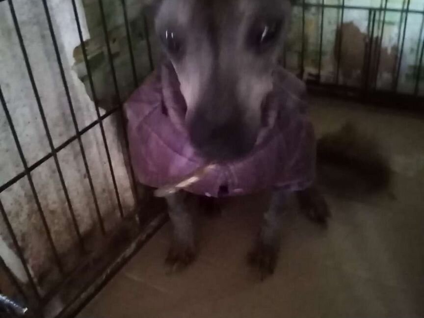 Отдам ксоло