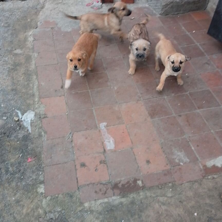 Маленькие собачки