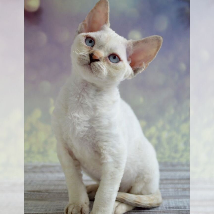 Девон-рекс котята