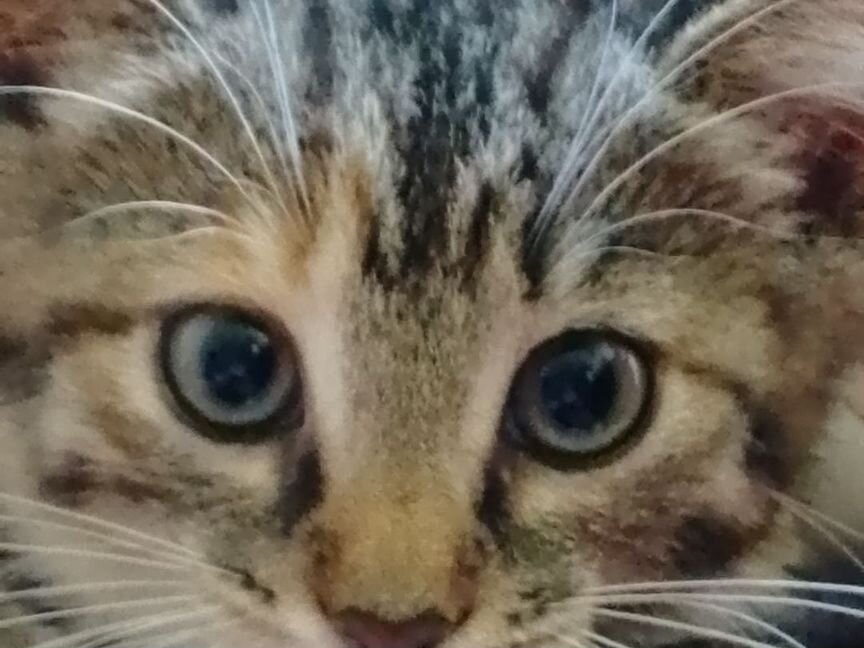Милый Котëнок