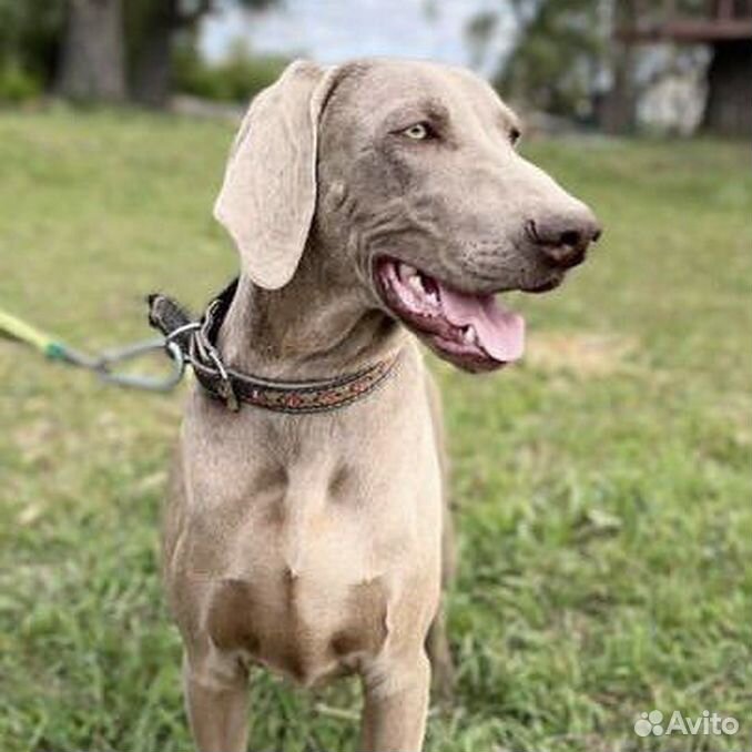 Веймаранер щенок