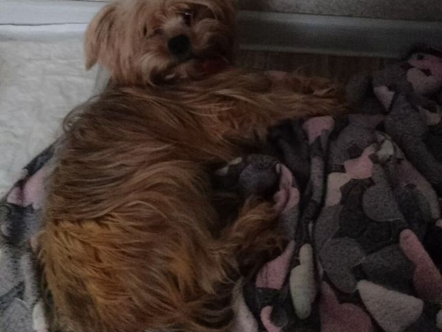 Йоркширский терьер