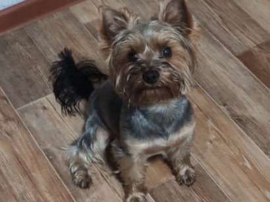 Йоркширский терьер вязка мальчик жу