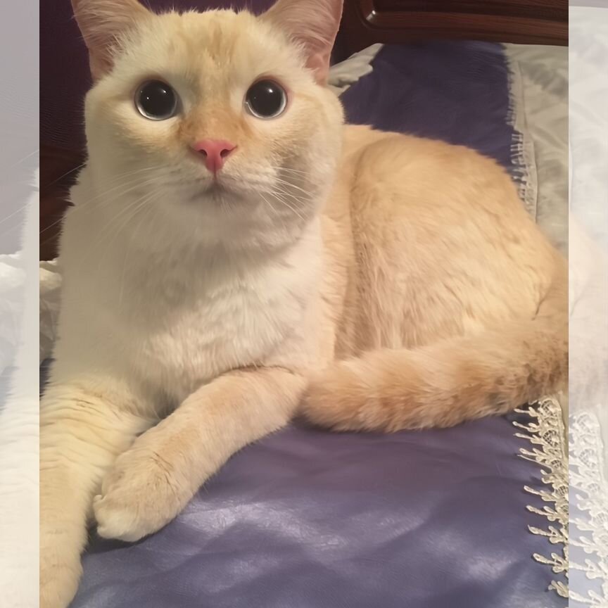 Тайский кот, взрослый