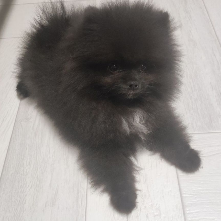 Померанский шпиц, щенок