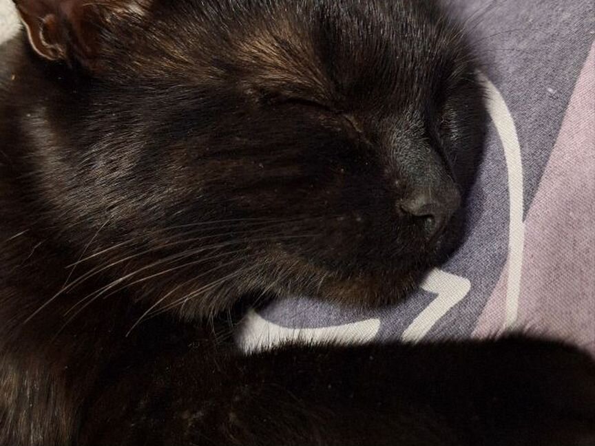 Кошка