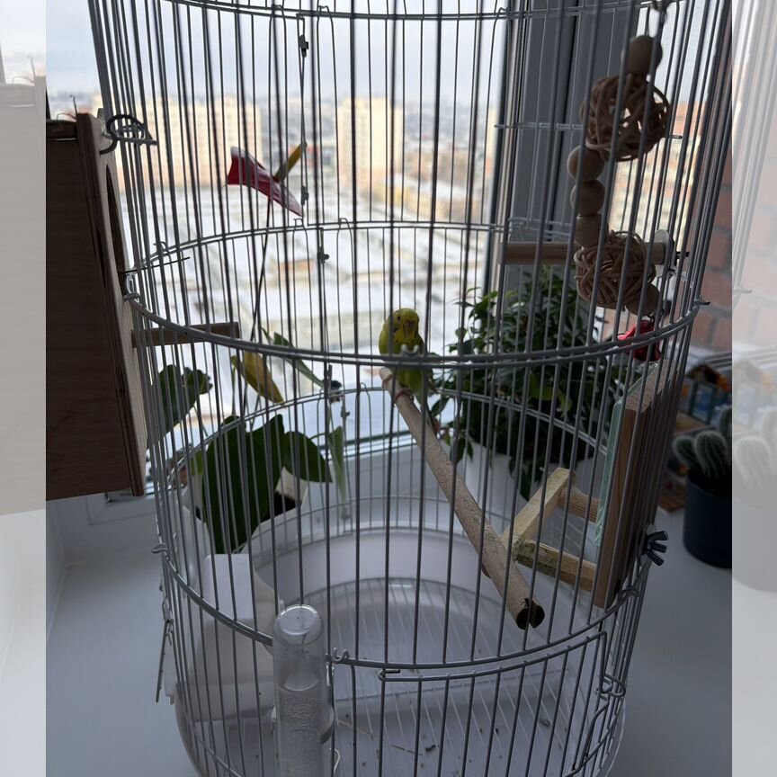 Волнистый попугай