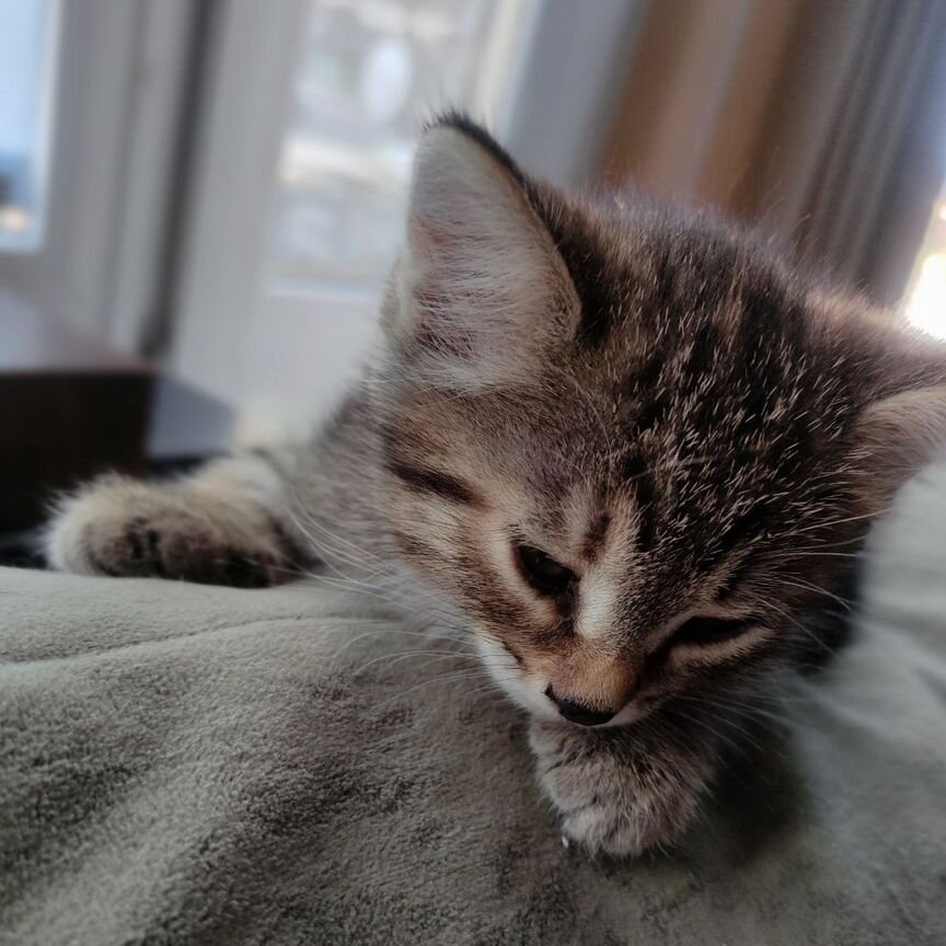 Котёнок в добрые руки