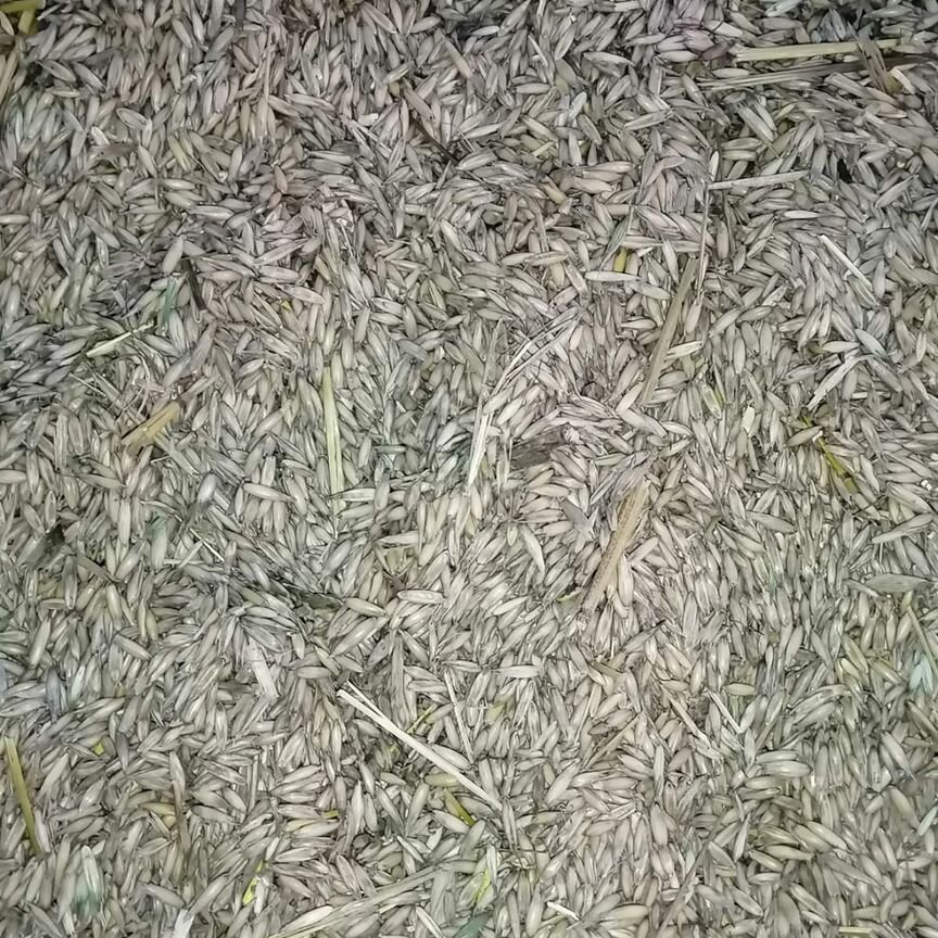 Овес, пшеница, солома