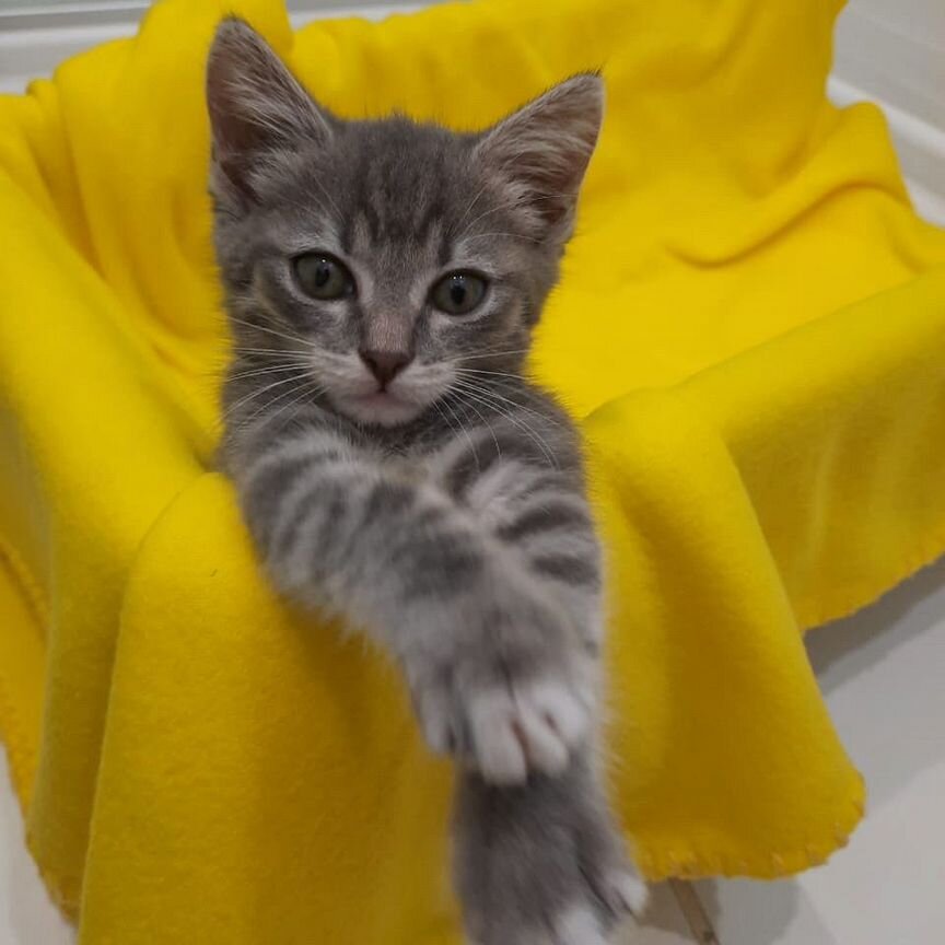 Котёнок в любящие руки