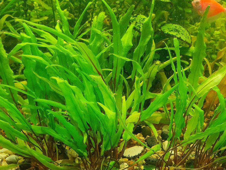 Криптокарина