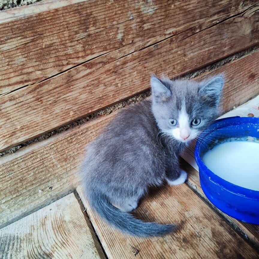 Котята отдам бесплатно