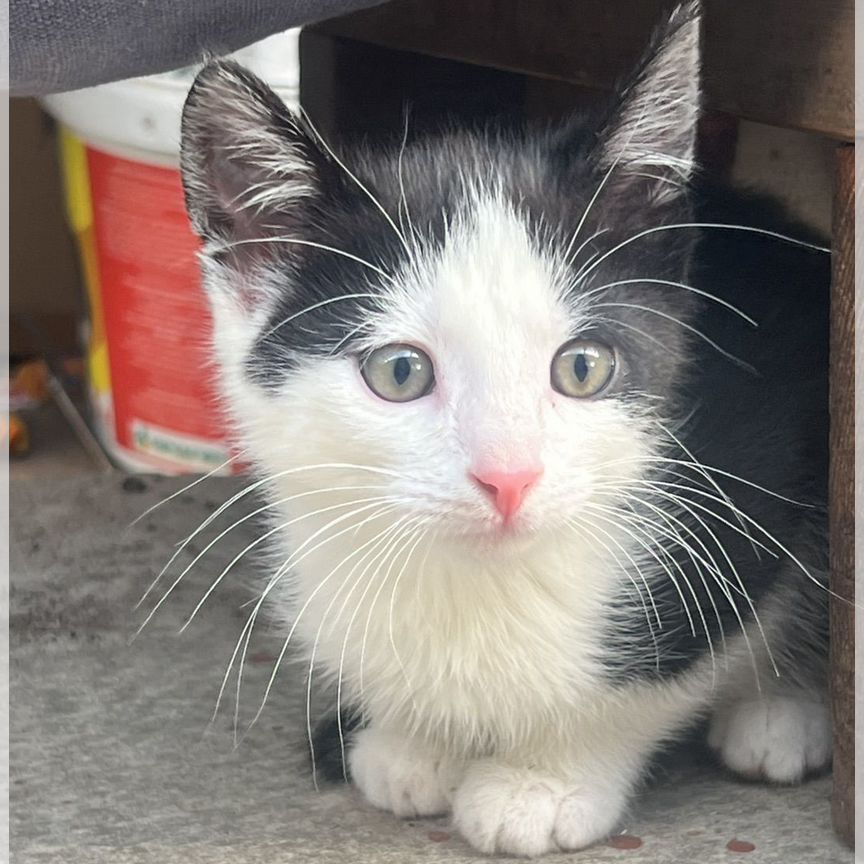 Котенок мальчик 2 месяца