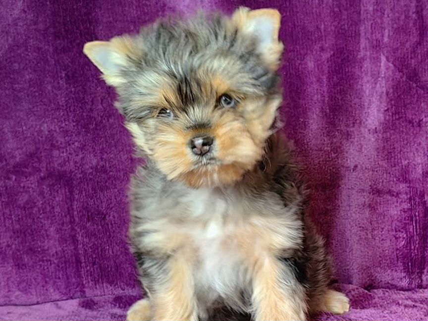 Мальчик Чейз. Йоркширский терьер