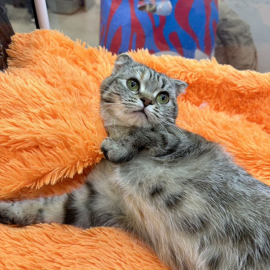 Шотландская вислоухая кошка