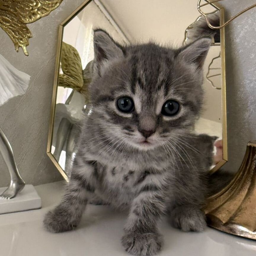 Шотландский вислоухий короткошёрстный котёнок