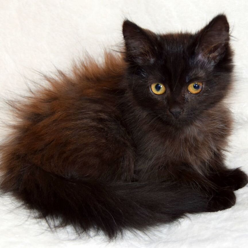 Котенок в добрые руки