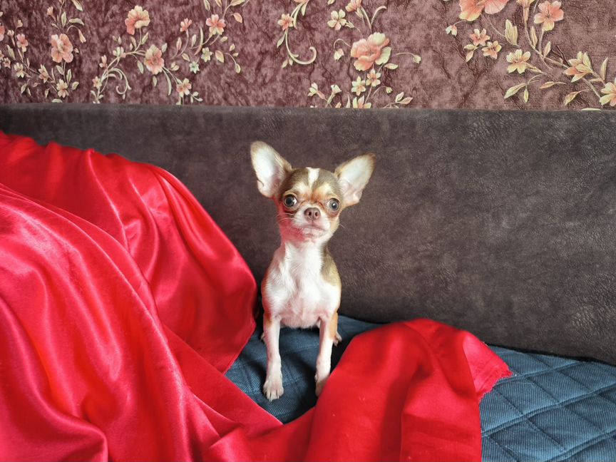 Мини девочка чихуахуа гл-ш