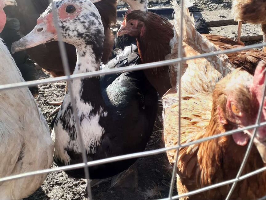 Мускусные утки