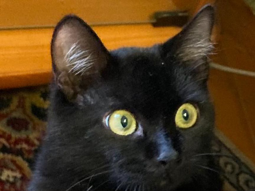 Котик подросток